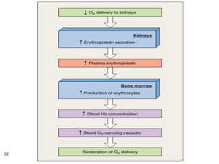 The role of kidney in the regulation of | PPTX