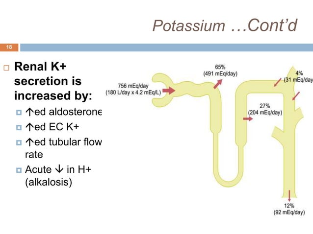 The role of kidney in the regulation of | PPT