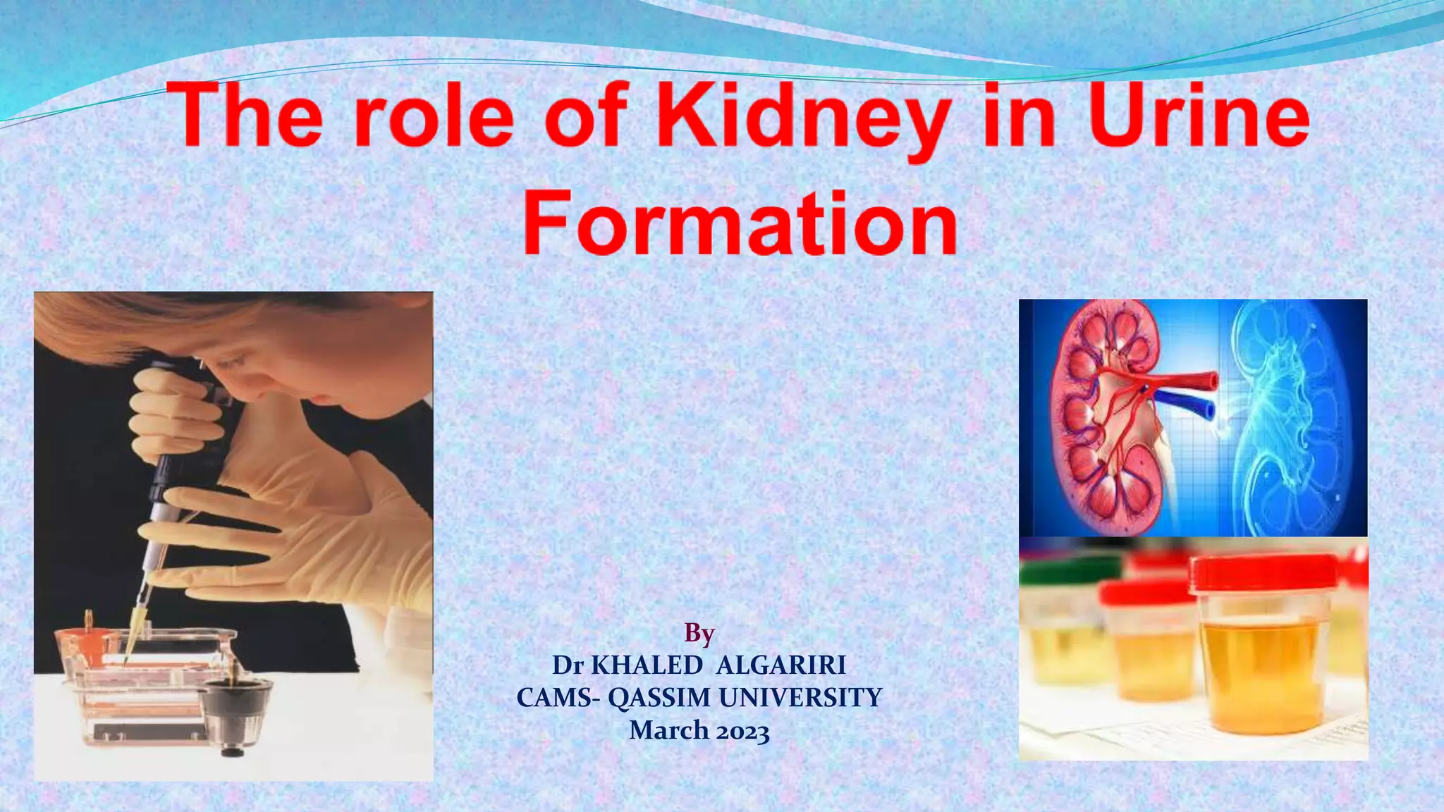 The role of Kidney in Urine Formation .pptx