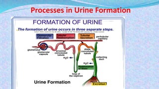 The role of Kidney in Urine Formation .pptx