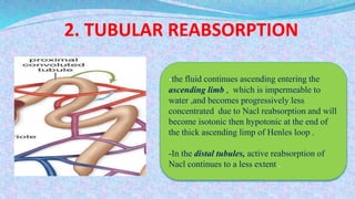 The role of Kidney in Urine Formation .pptx