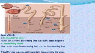 The role of Kidney in Urine Formation .pptx