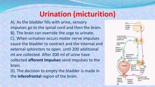 The role of Kidney in Urine Formation .pptx