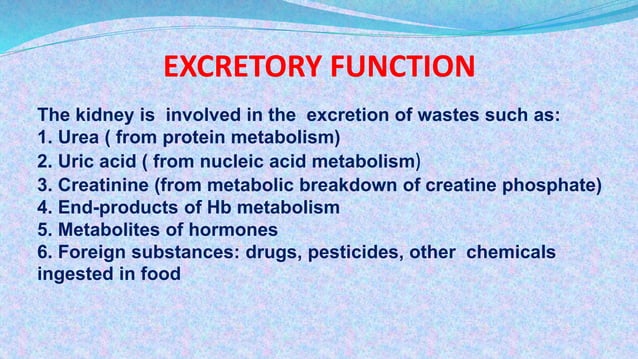 The role of Kidney in Urine Formation .pptx