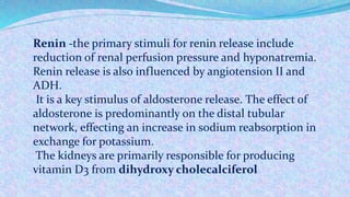 The role of Kidney in Urine Formation .pptx