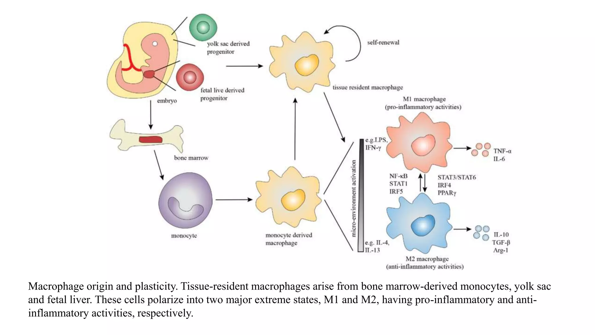THE ROLE OF MACROPHAGE IN PERIODONTICS.pptx