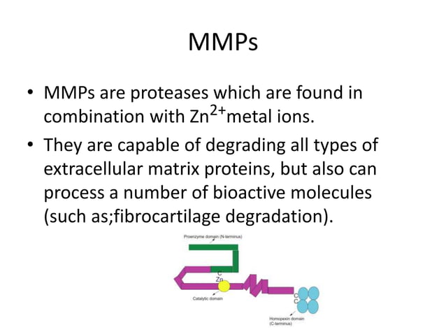 The role of matrix metalloproteinase 2 (mmp 2 | PPTX
