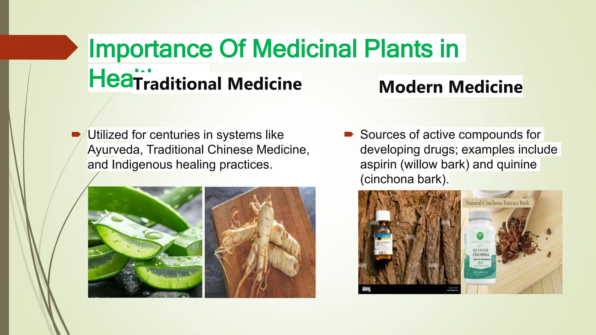 The Role of Medicinal Plants in Drug Discovery.pptx