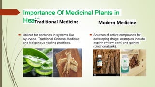 The Role of Medicinal Plants in Drug Discovery.pptx