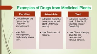 The Role of Medicinal Plants in Drug Discovery.pptx