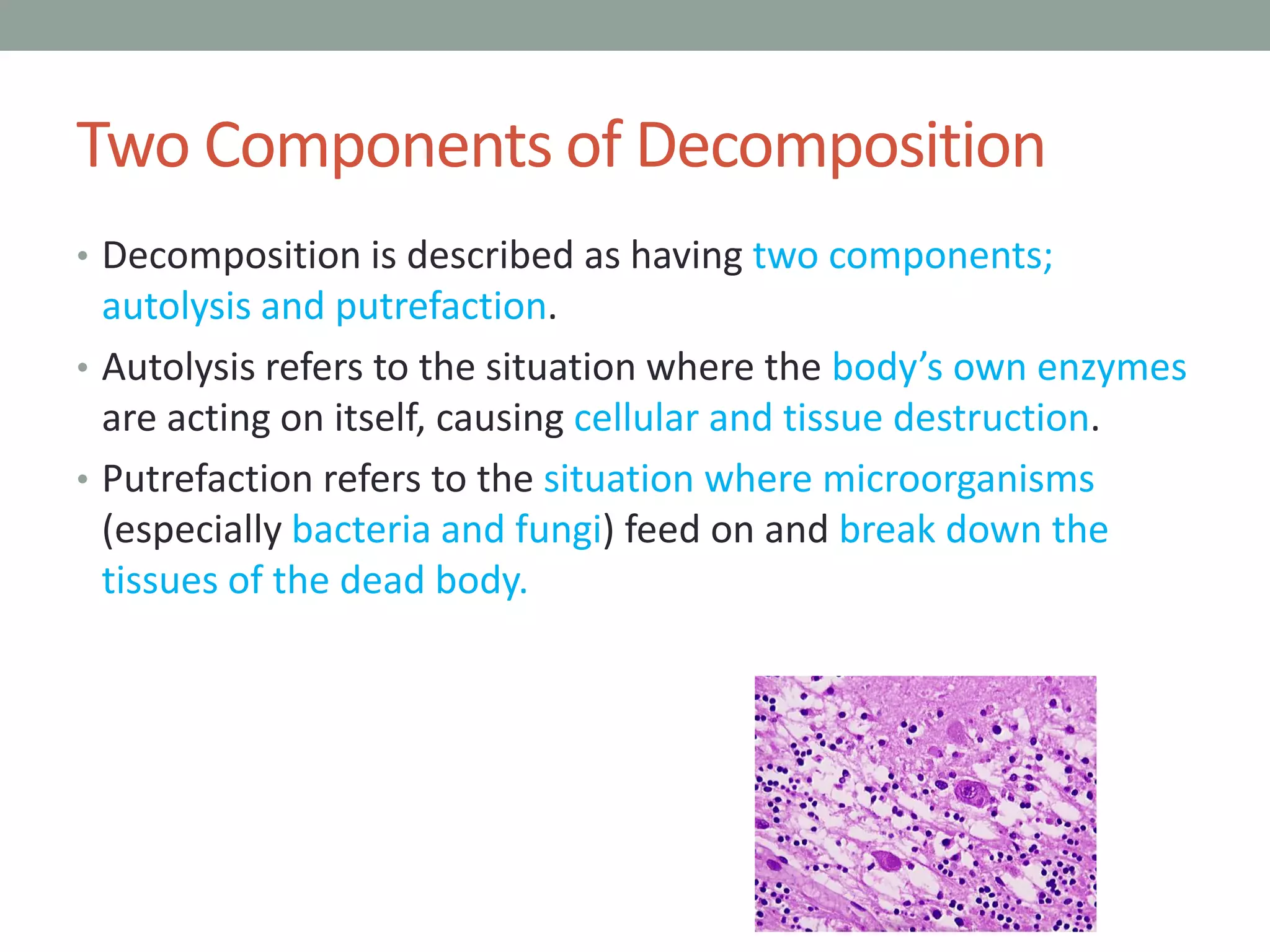 The Role of Micro-Organisms in the Decomposition of Organic Matter and ...