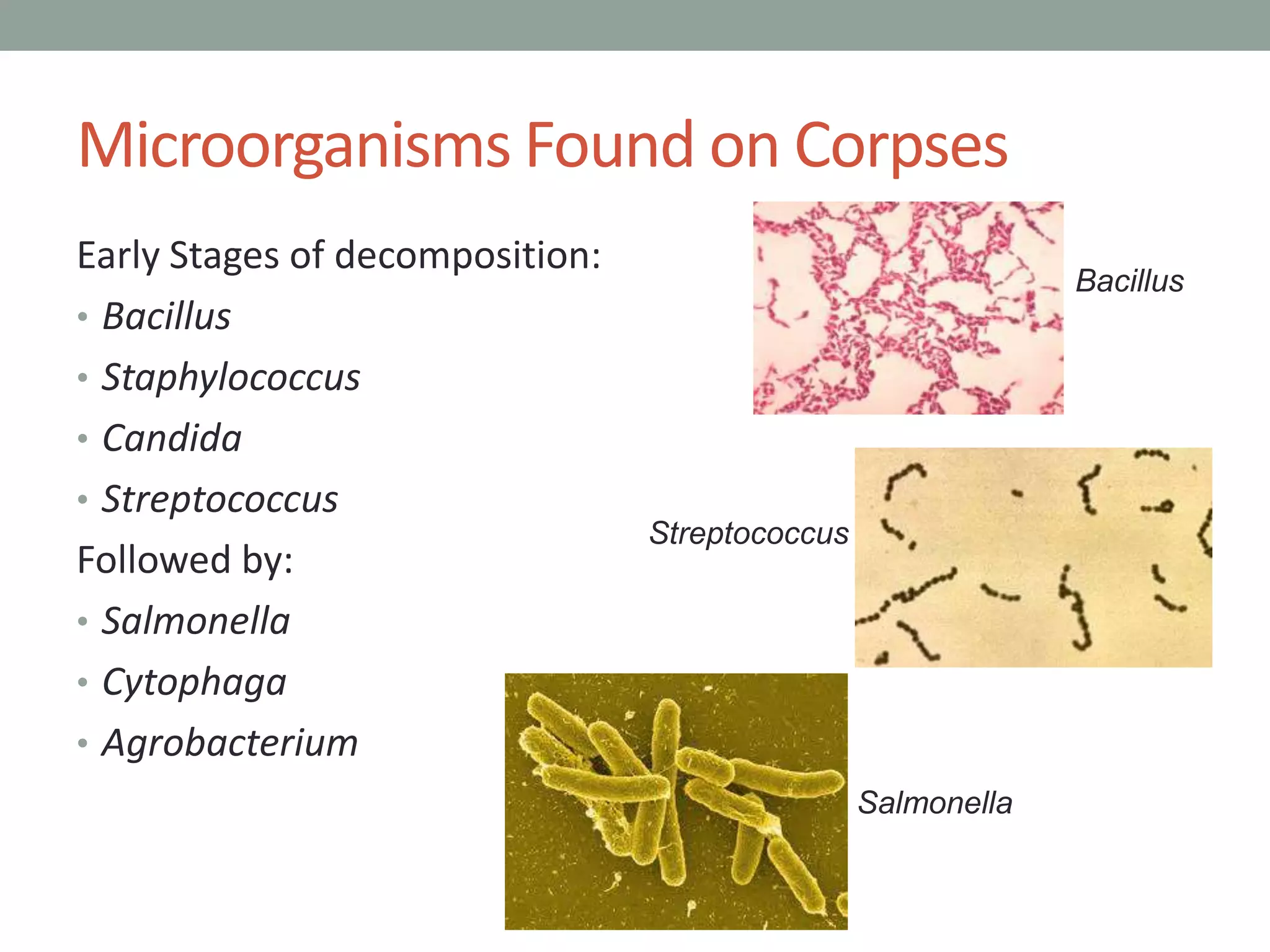 The Role of Micro-Organisms in the Decomposition of Organic Matter and ...