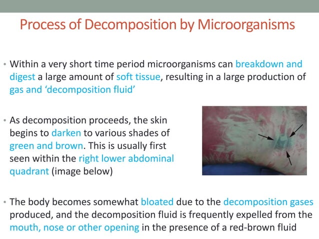The Role of Micro-Organisms in the Decomposition of Organic Matter and ...