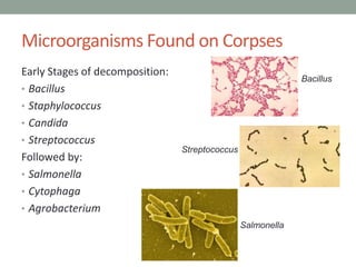 The Role of Micro-Organisms in the Decomposition of Organic Matter and ...