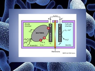 THE ROLE OF MICROBES IN ALTERNATE ENERGY GENERATION.pptx