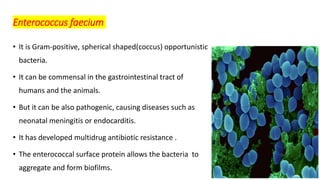 The Role of Microorganism in Hospital Acquired Infection.pptx