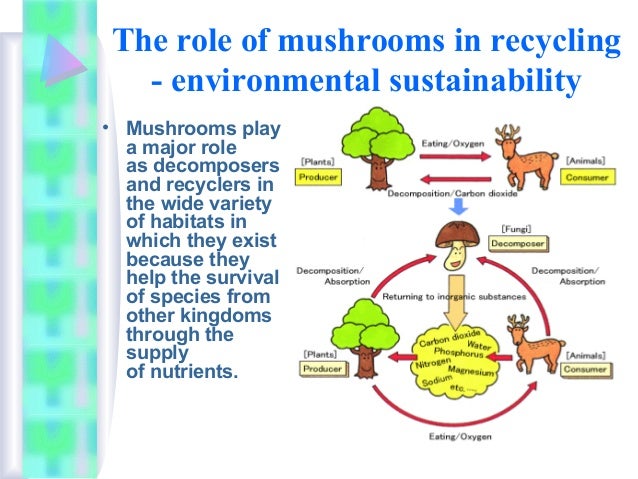 The role of mushrooms in recycling environmental