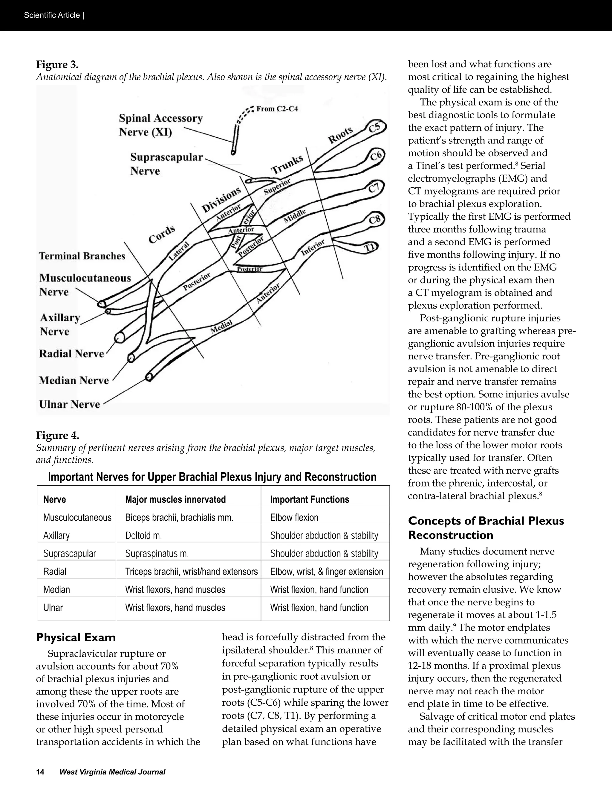 C5 C6 Nerve Transfers for Brachial Plexus Injury | PDF