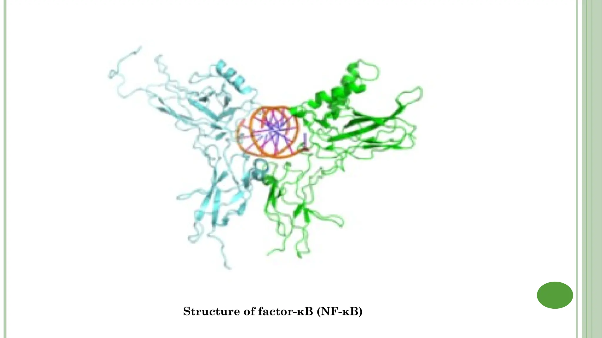 THE ROLE OF NF-κB SIGNALING PATHWAYS IN DEVELOPMENTAL PROCESSES.ppt