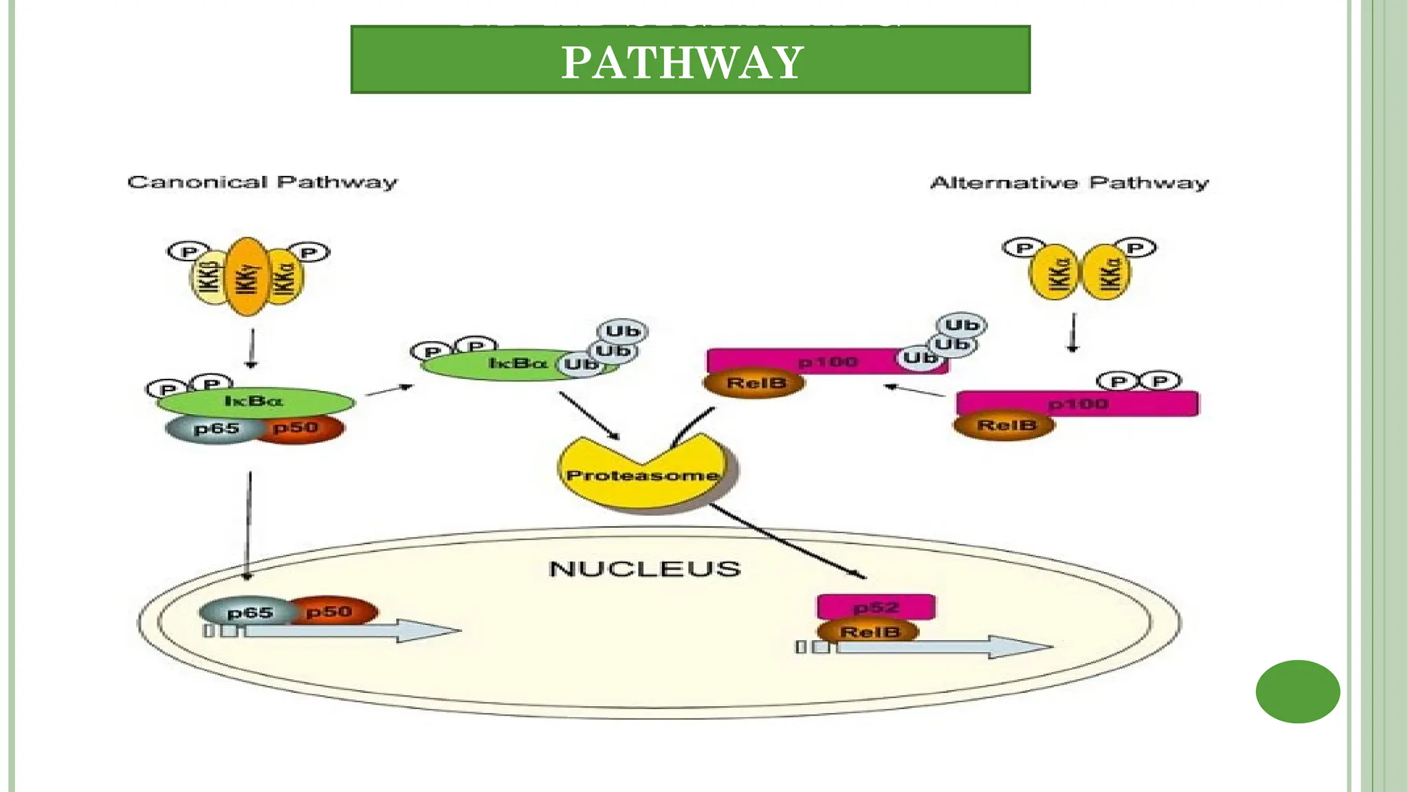 THE ROLE OF NF-κB SIGNALING PATHWAYS IN DEVELOPMENTAL PROCESSES.ppt