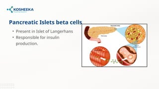The Role of Pancreatic β-Cells in Diabetes Pathogenesis and Therapy | PPTX