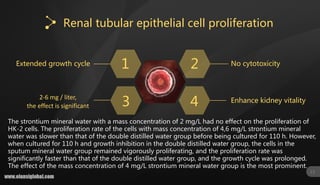 The role of strontium on the human body | PDF