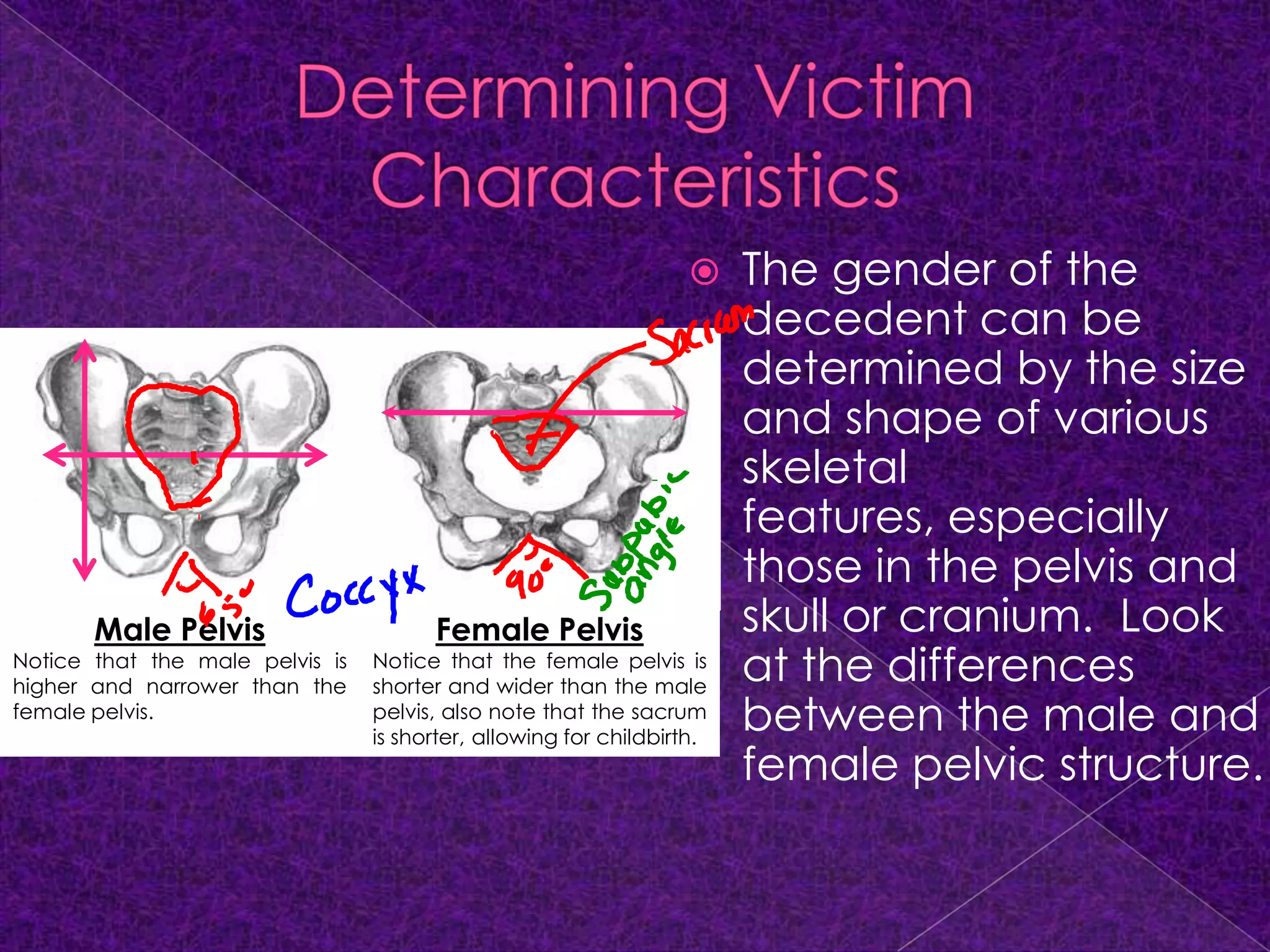 The role of the forensic anthropologist | PPTX