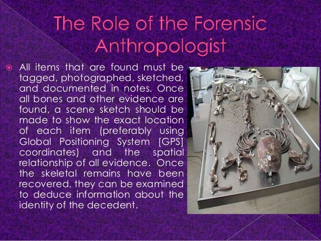 The Role Of The Forensic Anthropologist