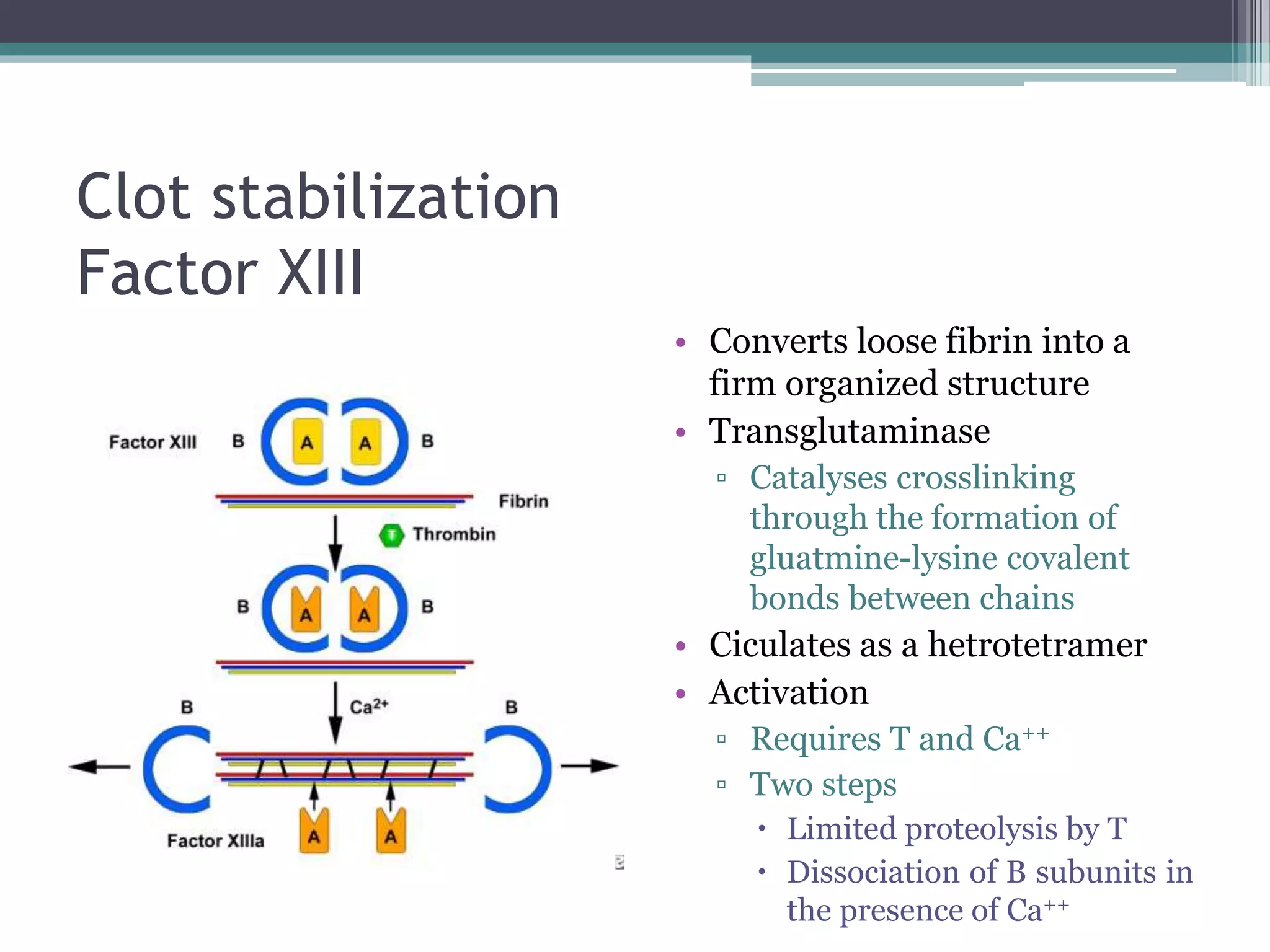 The role of thrombin in coagulation | PPTX