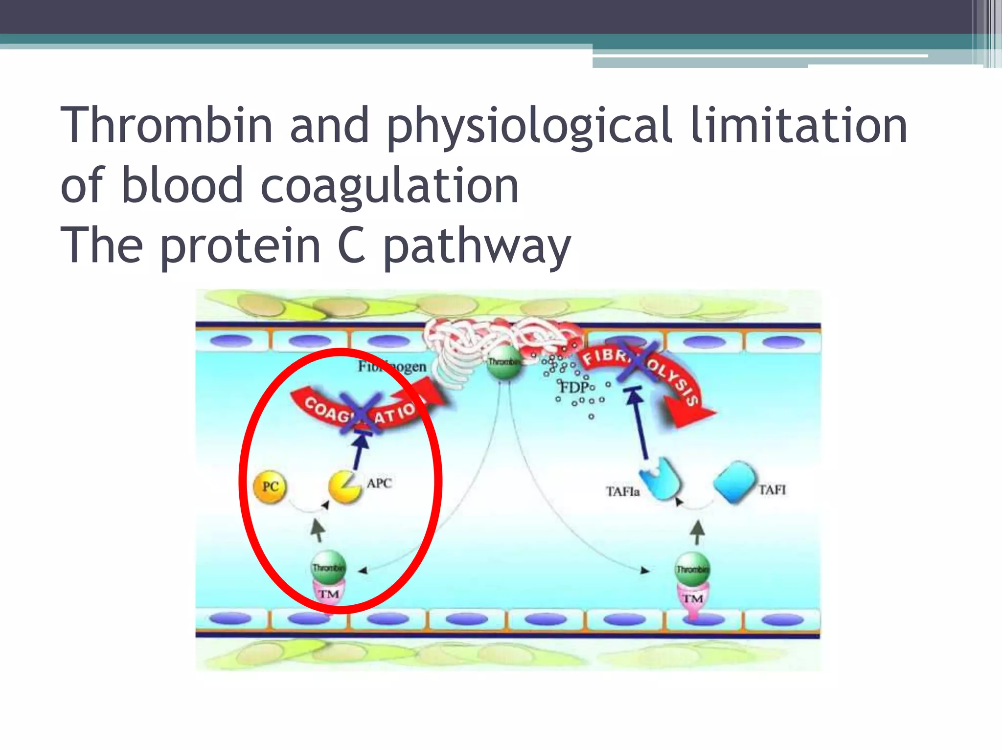 The role of thrombin in coagulation | PPTX
