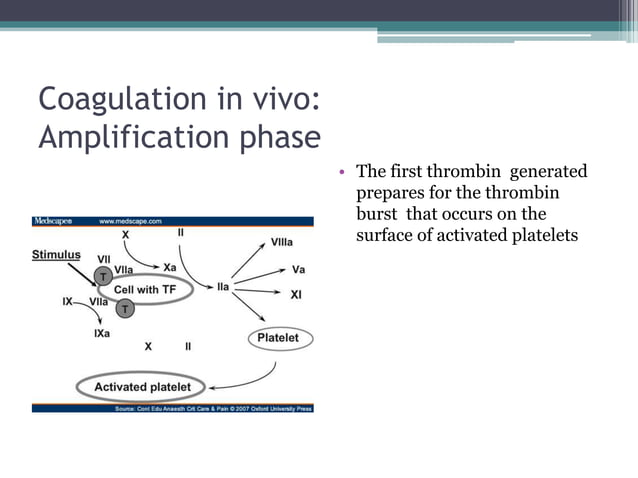 The role of thrombin in coagulation | PPT