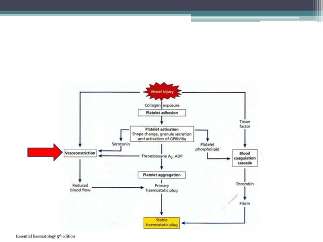 The role of thrombin in coagulation | PPT