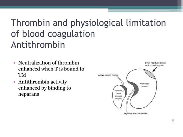 The role of thrombin in coagulation | PPT
