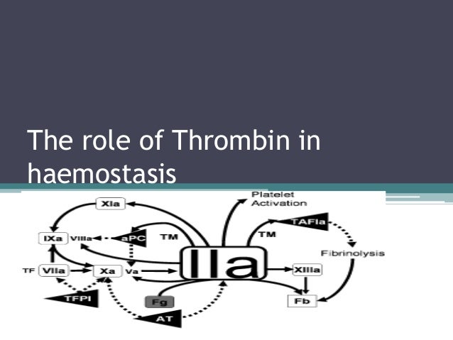 The role of thrombin in coagulation