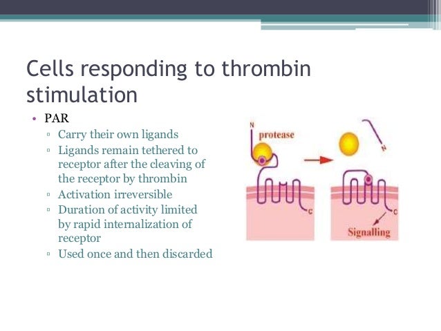 The role of thrombin in coagulation