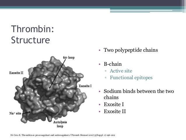 The role of thrombin in coagulation