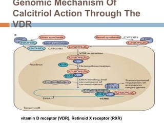 The role of vitamin d in reducing cancer risk and progression | PPTX
