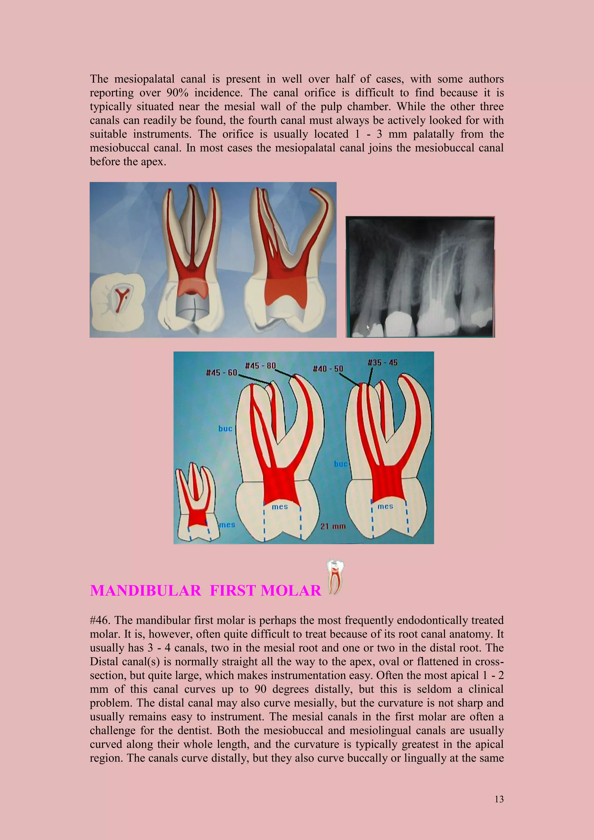 Root Canal Morphology | PDF