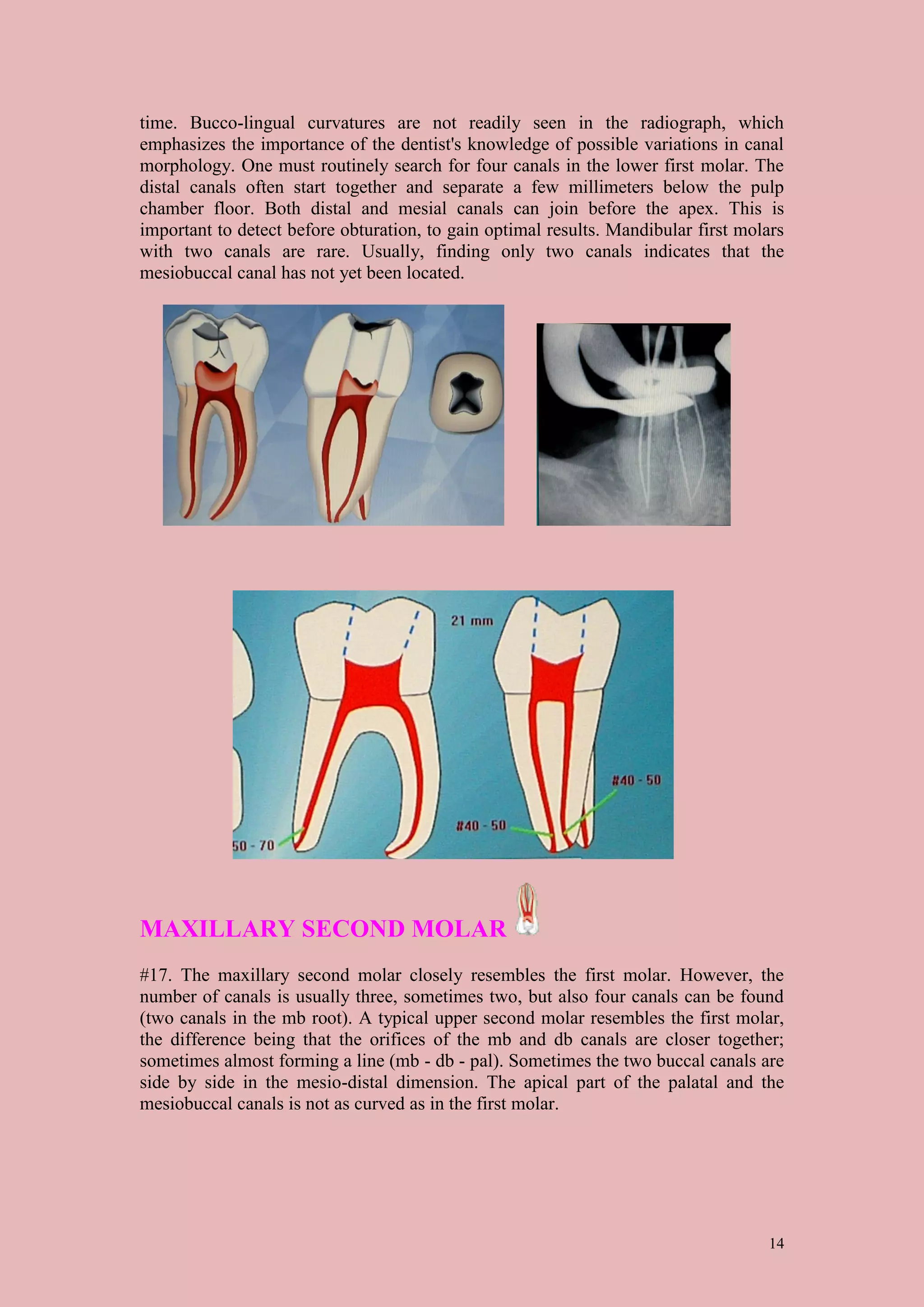 Root Canal Morphology | PDF