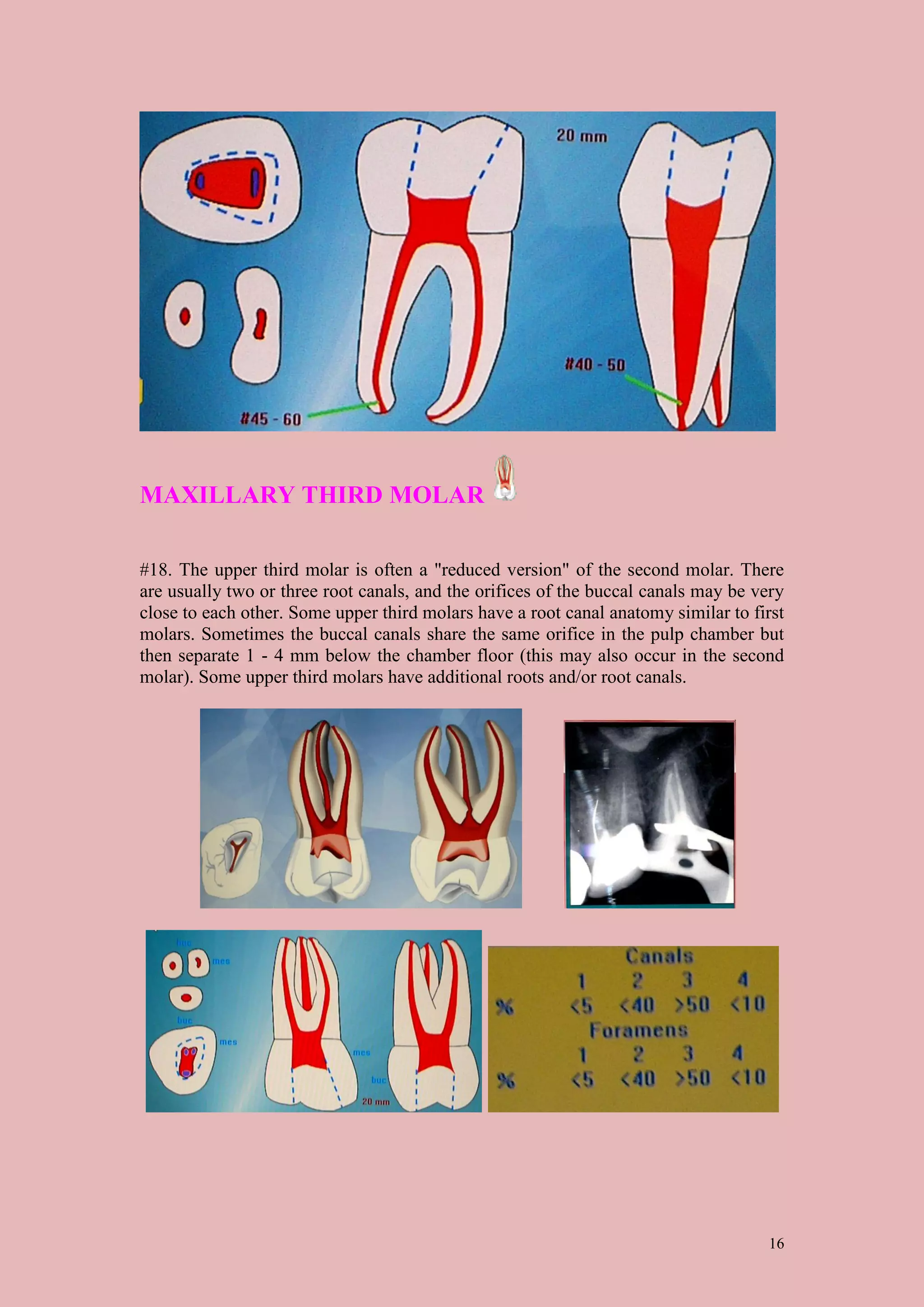 Root Canal Morphology | PDF