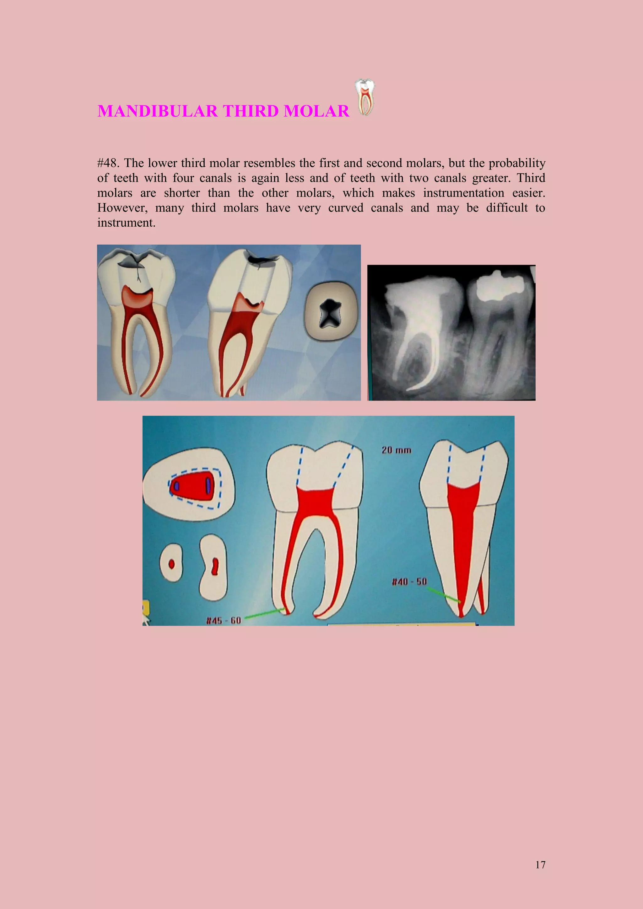 Root Canal Morphology | PDF