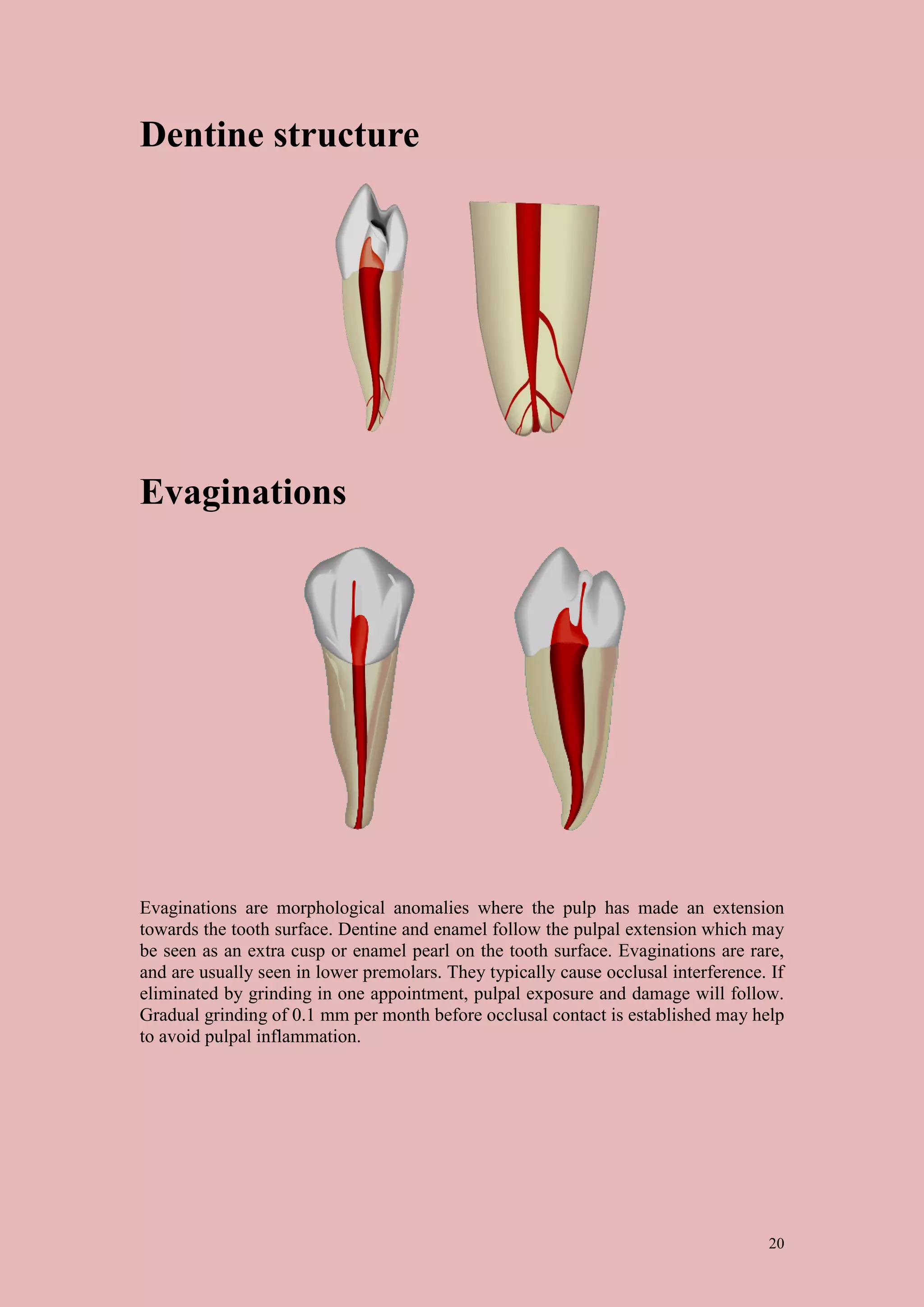 Root Canal Morphology | PDF