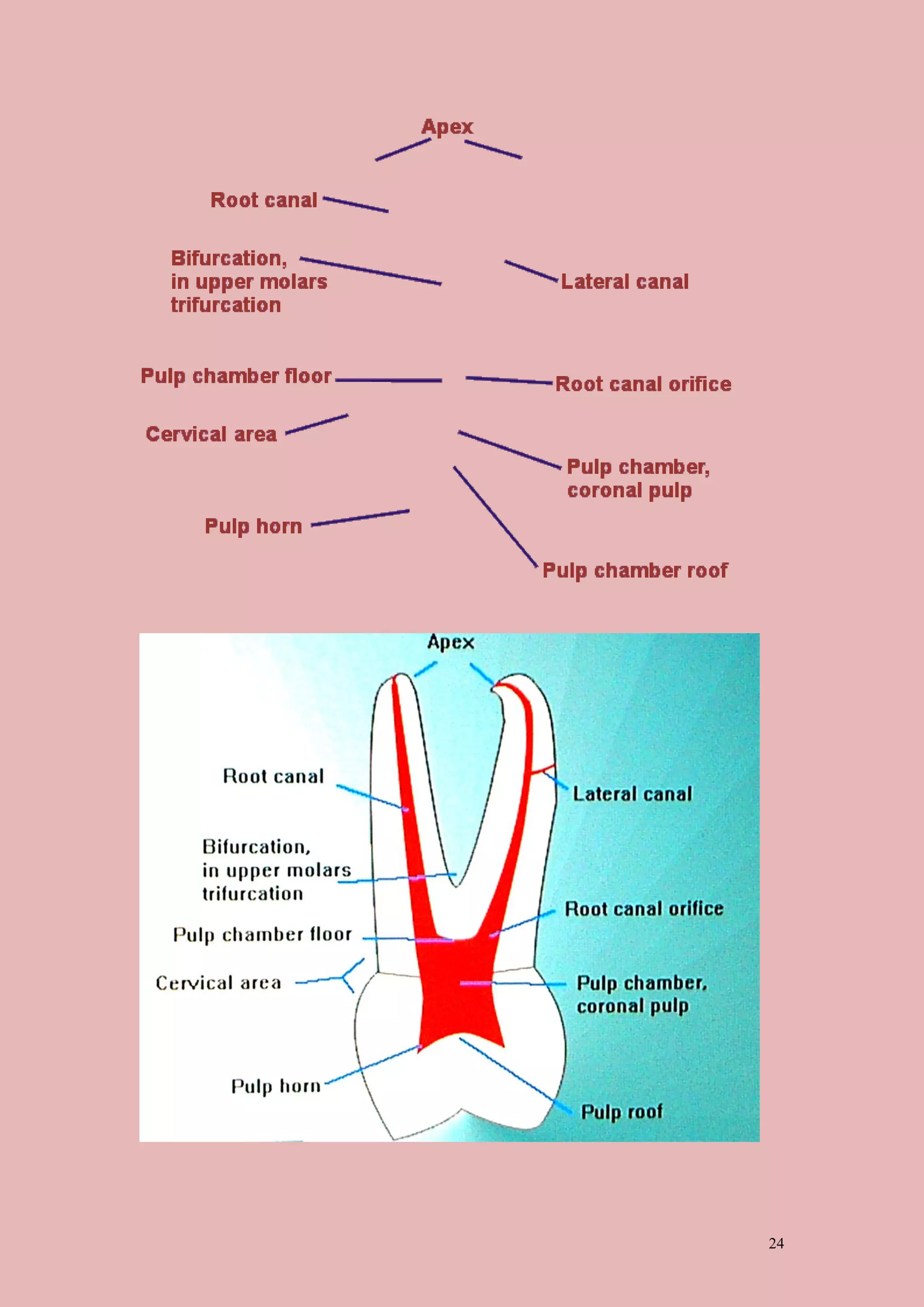 Root Canal Morphology | PDF
