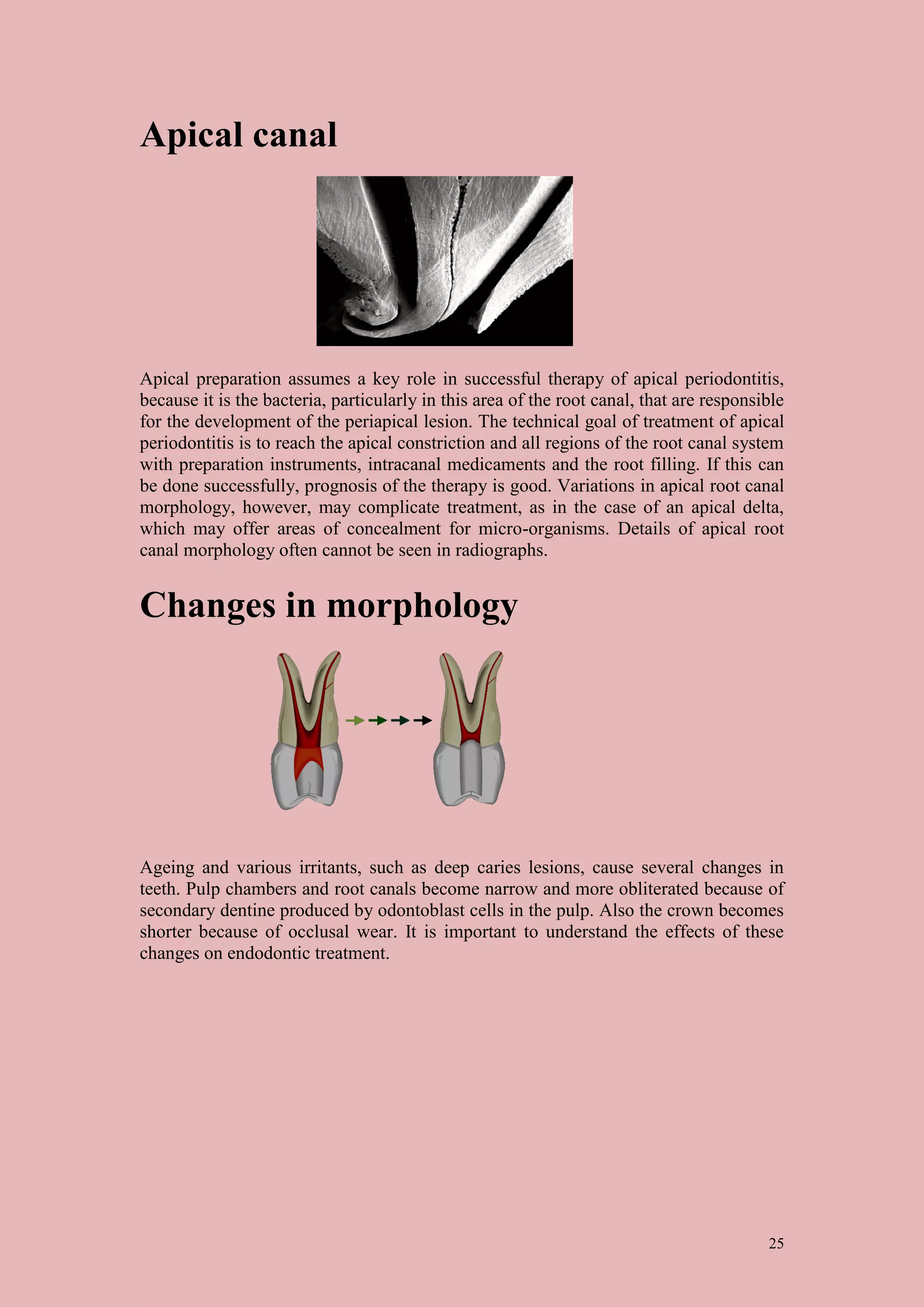 Root Canal Morphology | PDF