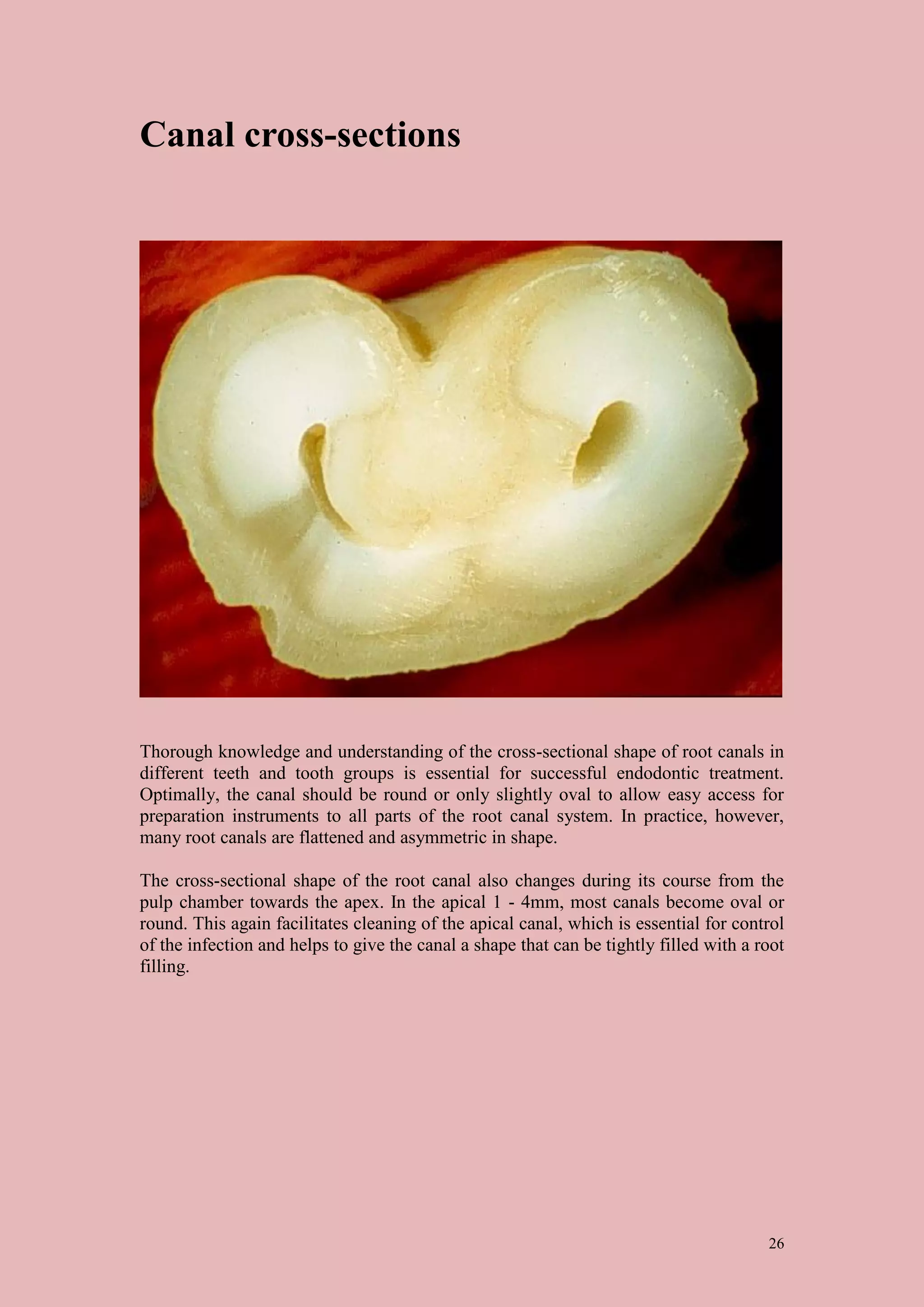 Root Canal Morphology | PDF