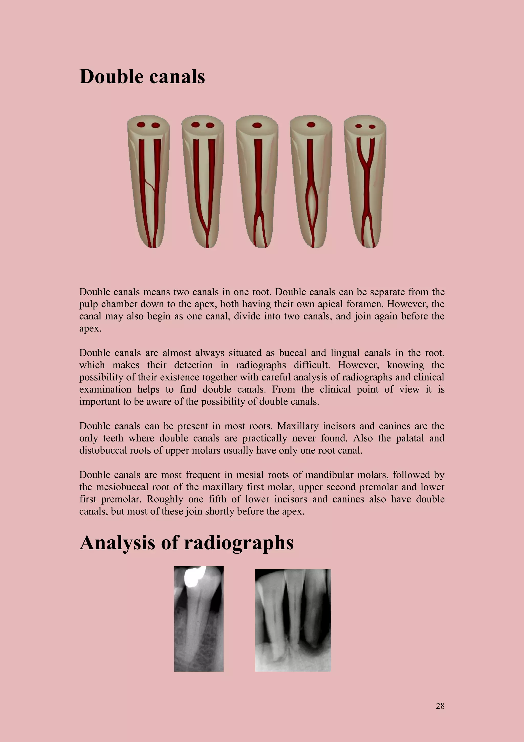 Root Canal Morphology | PDF