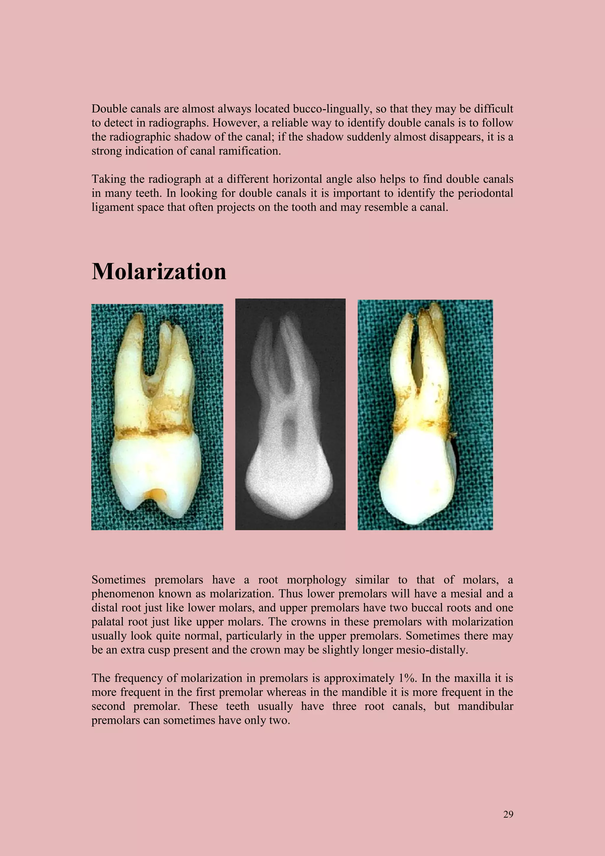 Root Canal Morphology | PDF
