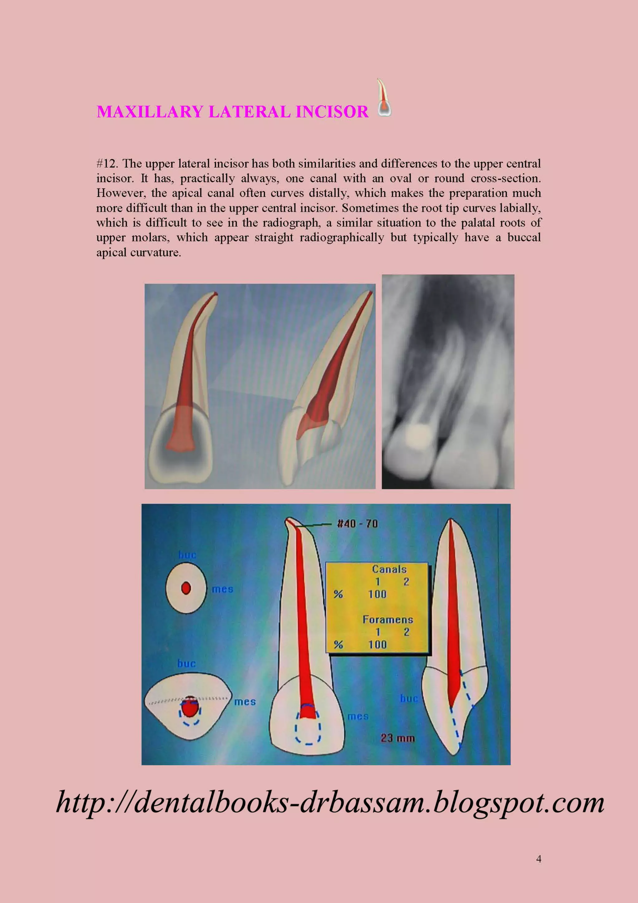 Root Canal Morphology | PDF