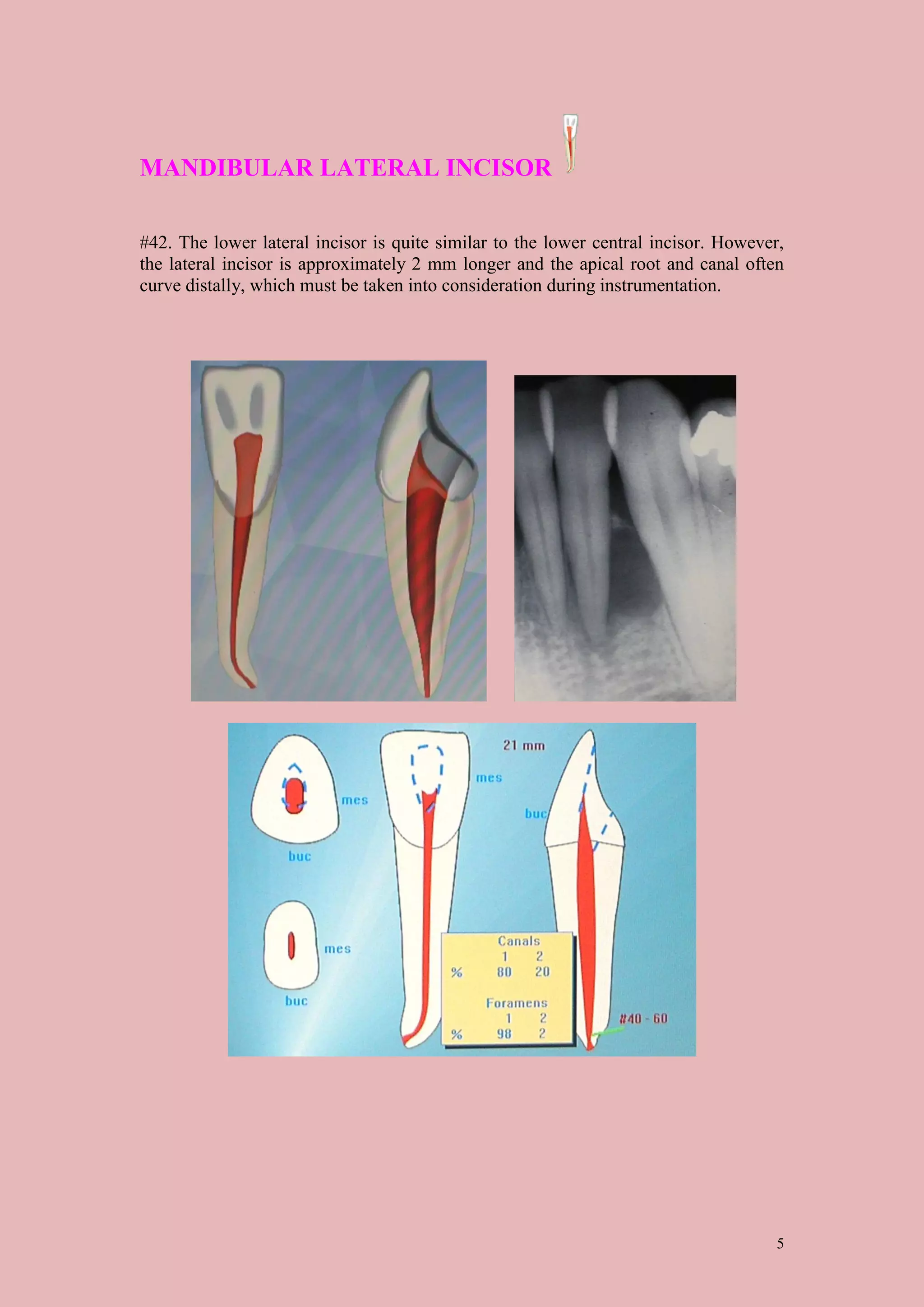 Root Canal Morphology | PDF