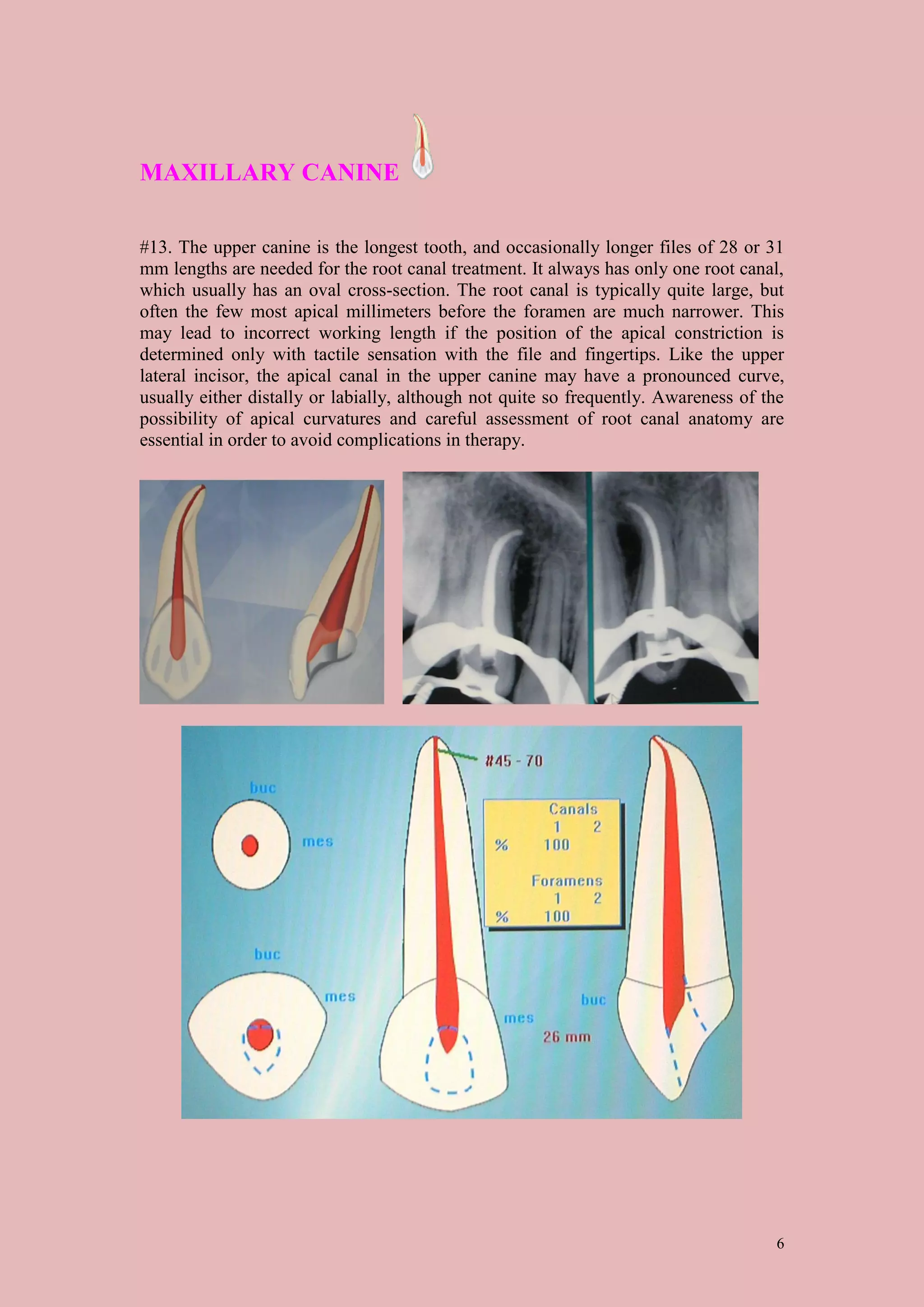 Root Canal Morphology | PDF